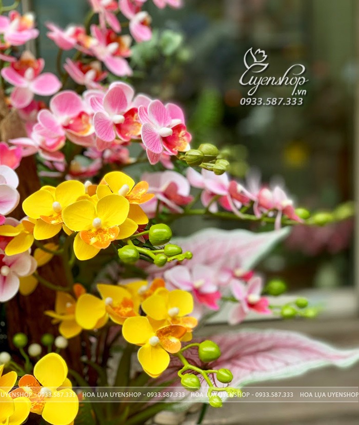 CHẬU LAN TIỂU HỒ ĐIỆP PHỐI LŨA | Hoa Lụa Đẹp
